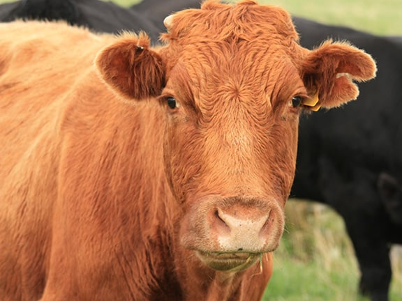 Landcorp Farming doubles profits to $30m