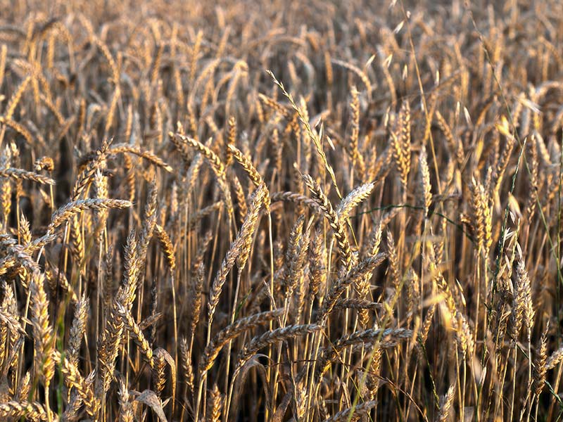 Timaru farmer attempts barley world record