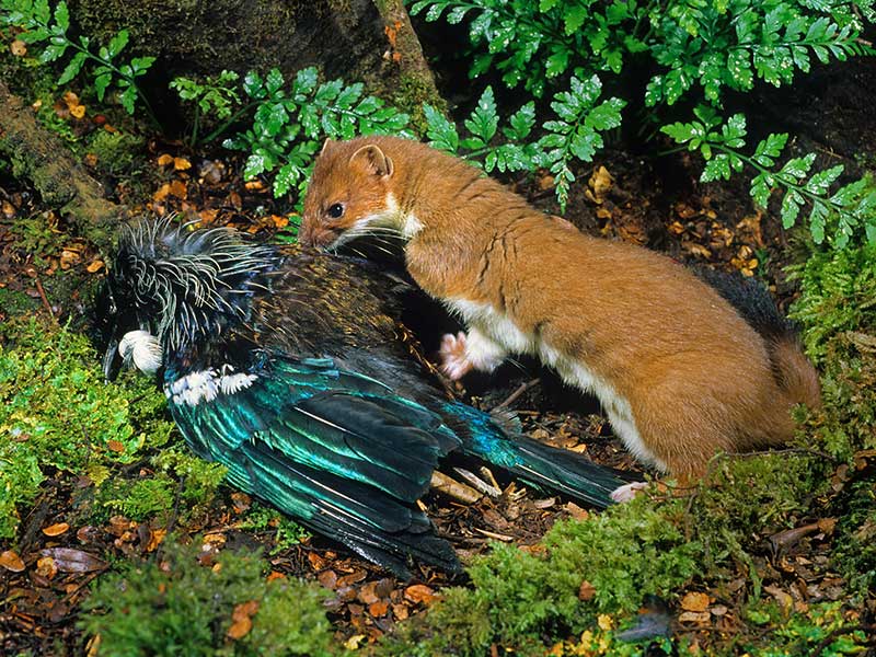 Predator Free 2050 seeks funding for conservation projects