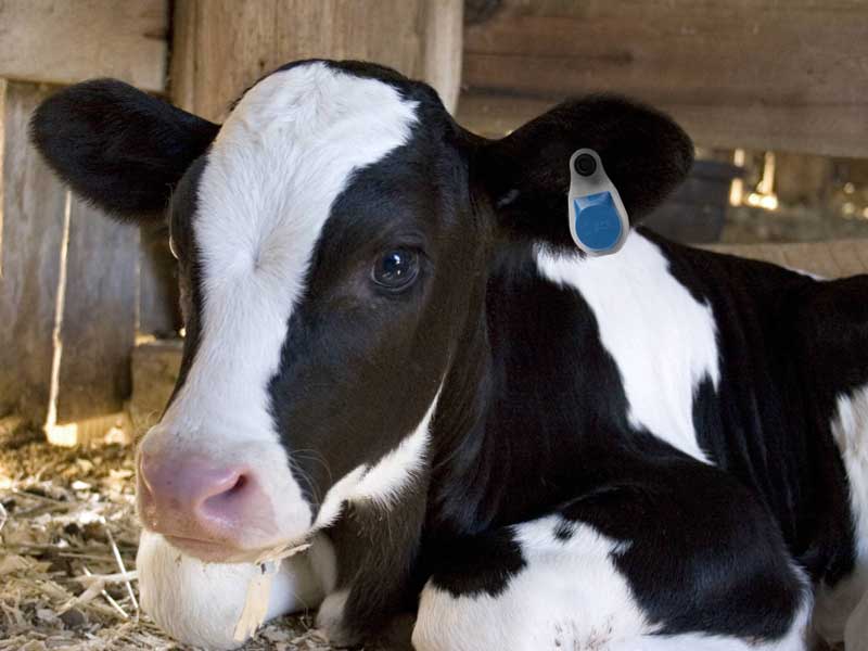 Allflex Livestock launches Young Stock app