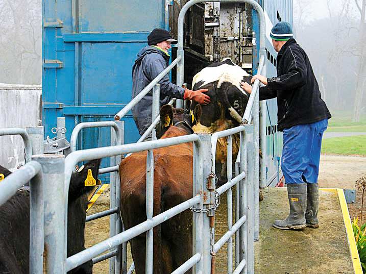 Farm advice on transporting cows