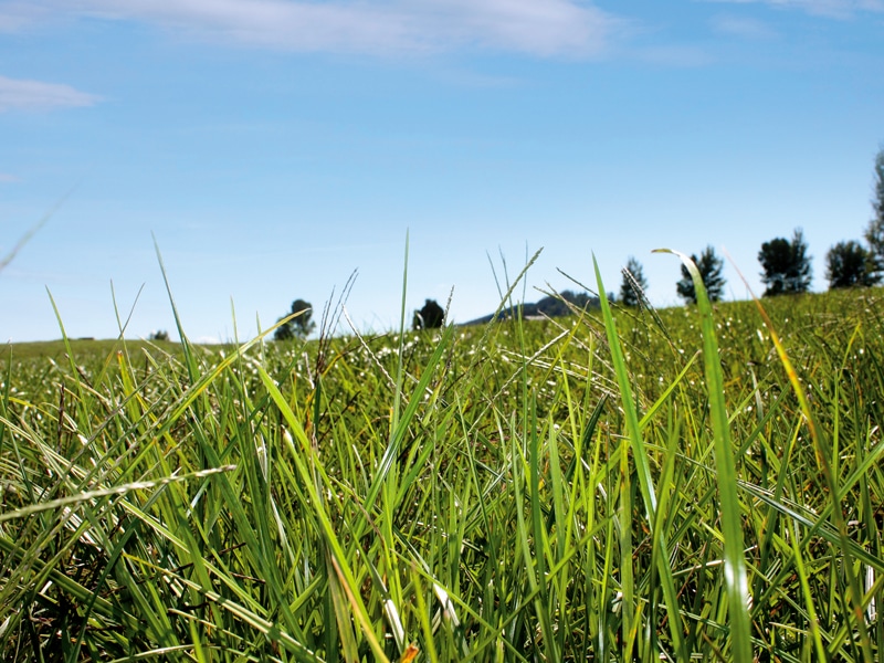 Why your dairy levy matters