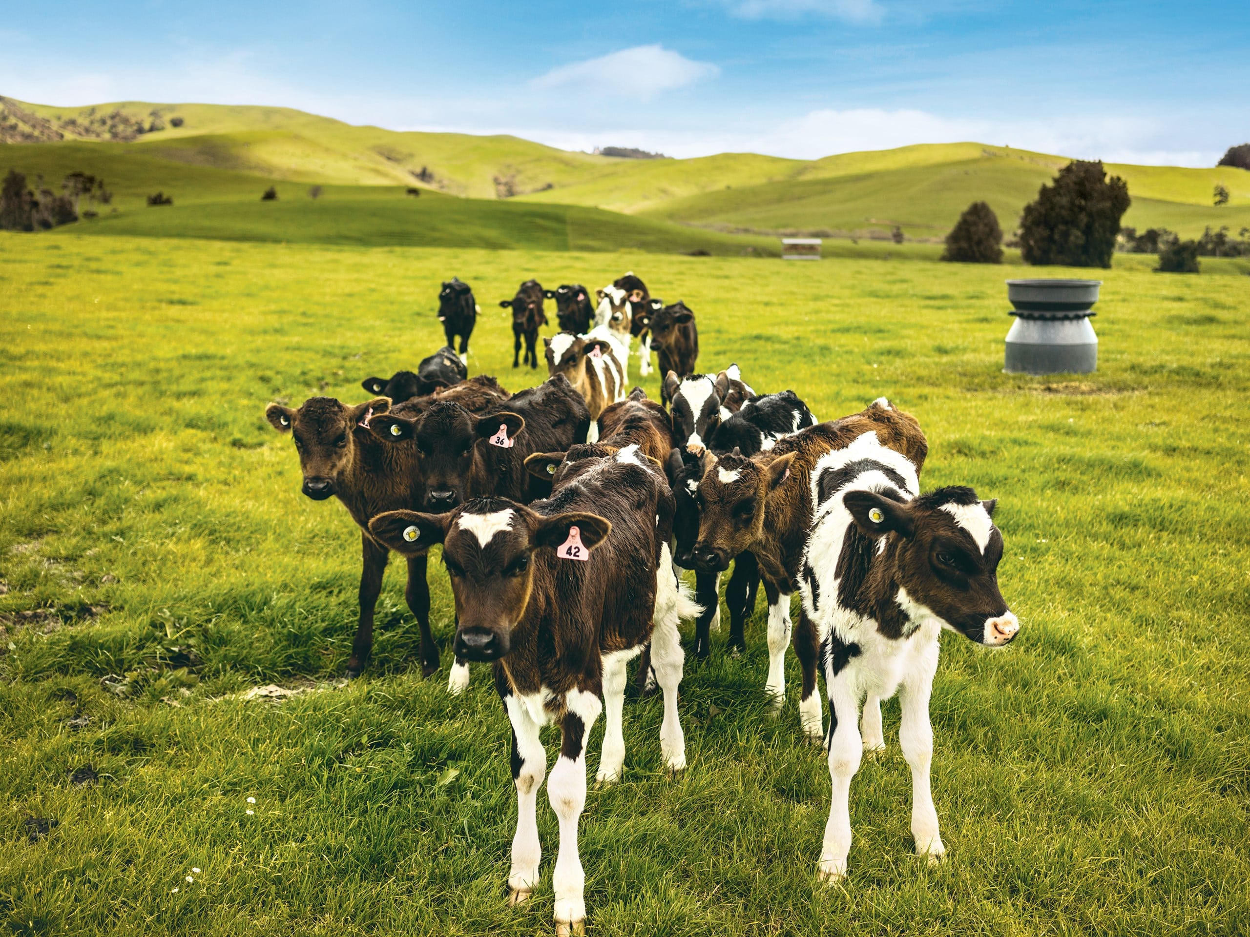 Wintering well helps set up for a smooth calving season