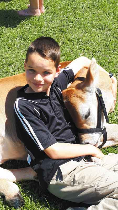 Calf Club Day 2017 in NZ