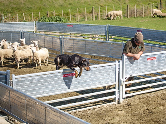 Animal handling and health: Landquip