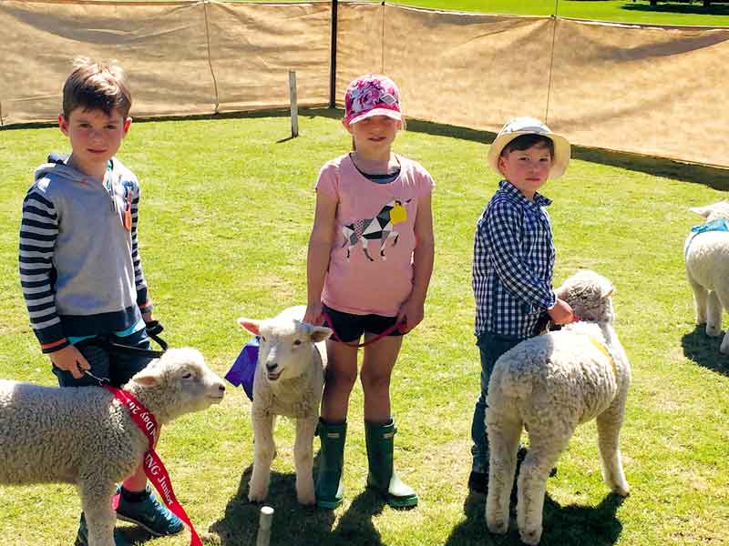 Calf Club Day 2017 in NZ